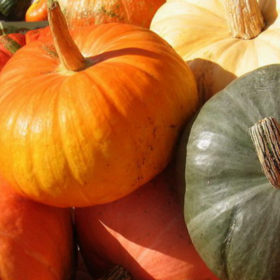 Dehydrated Pumpkin extract Powder wholesale - RealclearBio